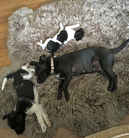 First Family – Bozeman Foster Dogs