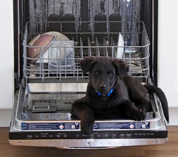 My Little Geniuses – Bozeman Foster Dogs